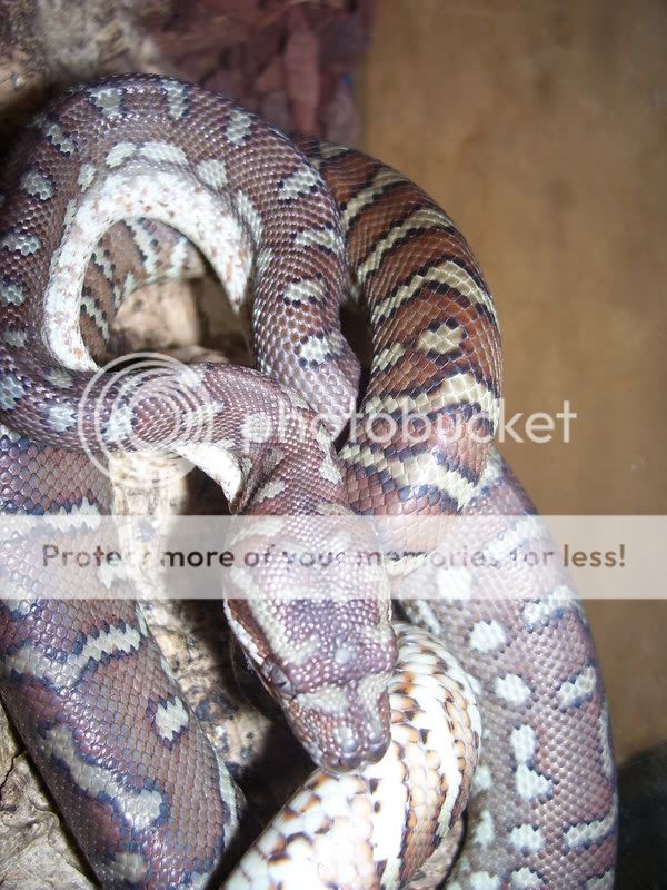 Bredli python | Reptile Forums