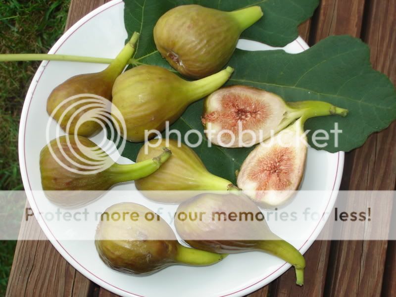 fig varieties list