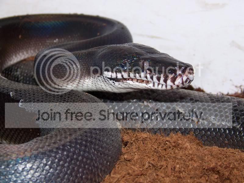 Southern Phase White Lip Pythons | Aussie Pythons & Snakes Forum