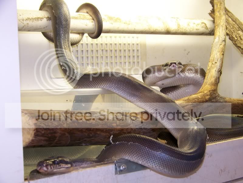 Southern Phase White Lip Pythons | Aussie Pythons & Snakes Forum