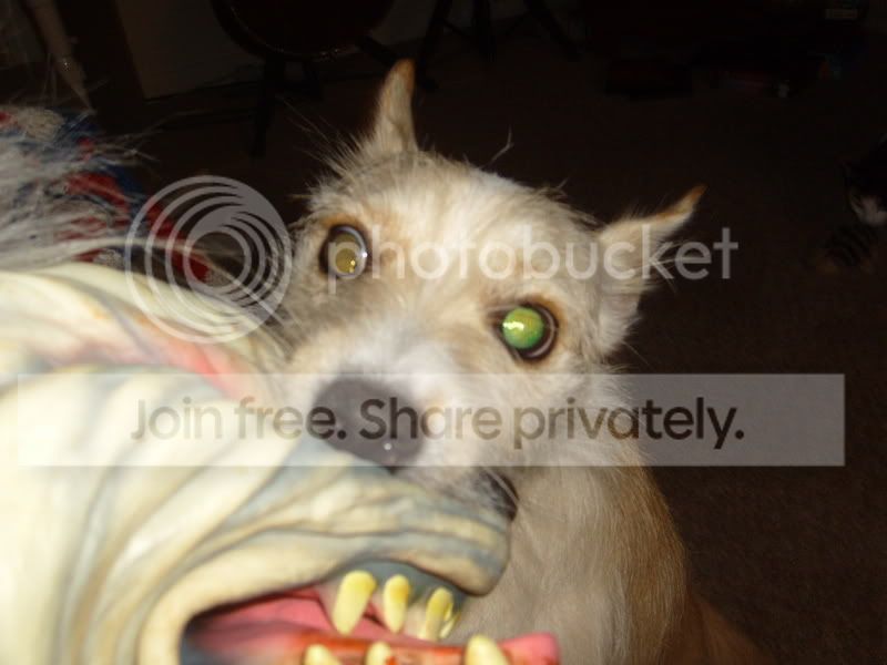 Early Halloween Silliness Amadeus attacks a werewolf - The Acoustic ...