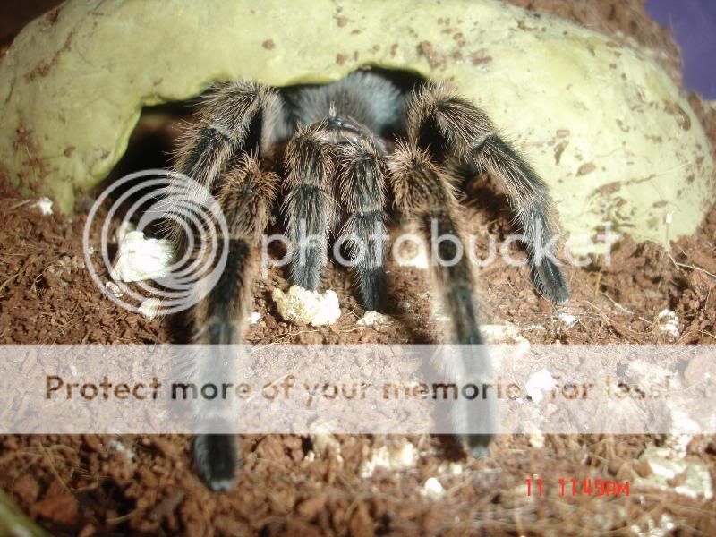 Chili Rose | Reptile Forums