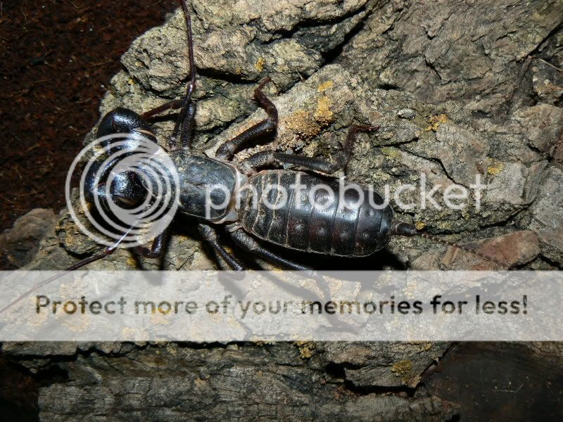 AlainL's Picture Thread | Page 8 | Arachnoboards