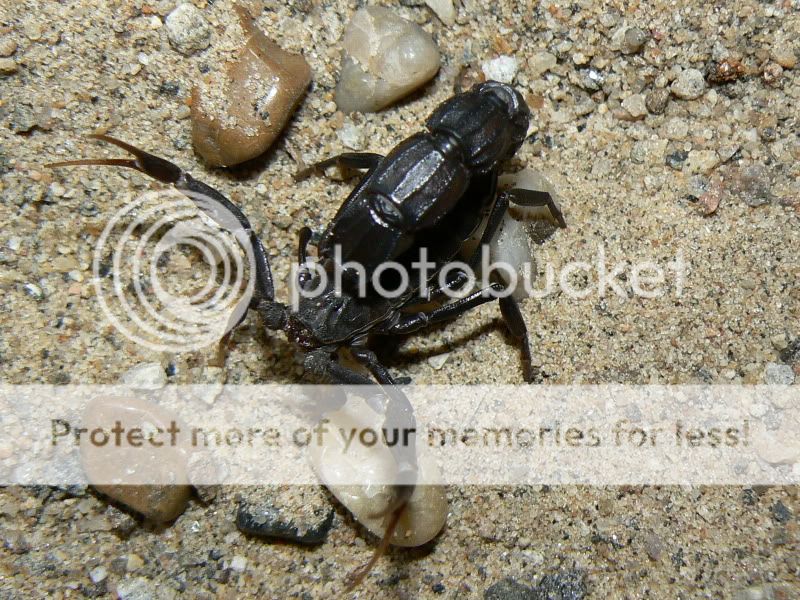 AlainL's Picture Thread | Page 8 | Arachnoboards