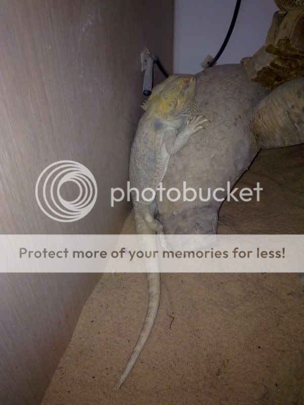 The Zzz thread | Reptile Forums