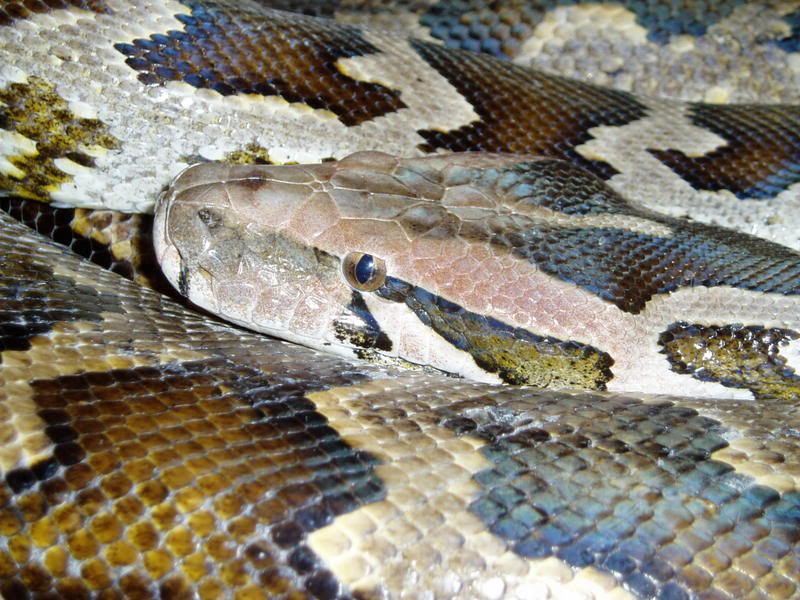 adut pimbura python will top markings - Reptile Forums