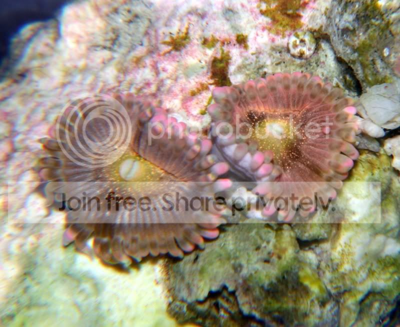 My new cool zoa - Reef Central Online Community
